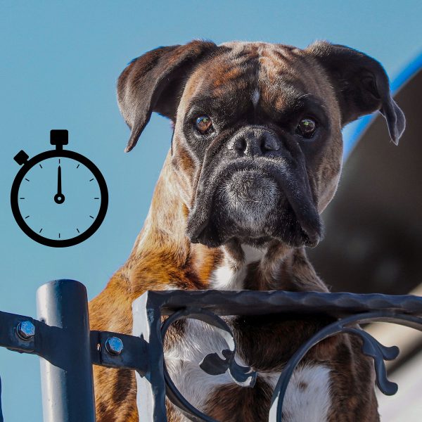 Watchdog Timer • Wolles Elektronikkiste